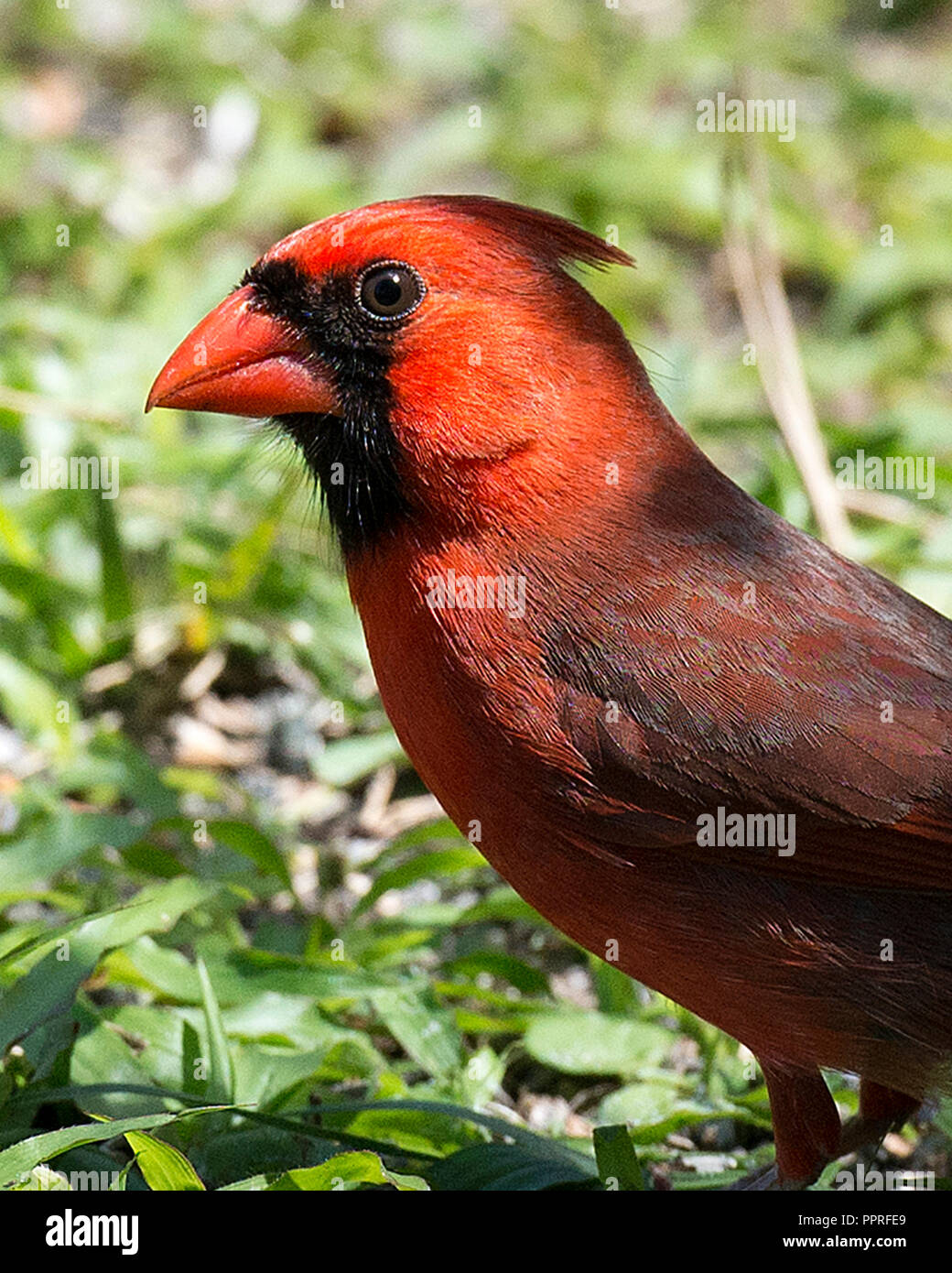 Cardinal male close up with a foliage background Stock Photo - Alamy