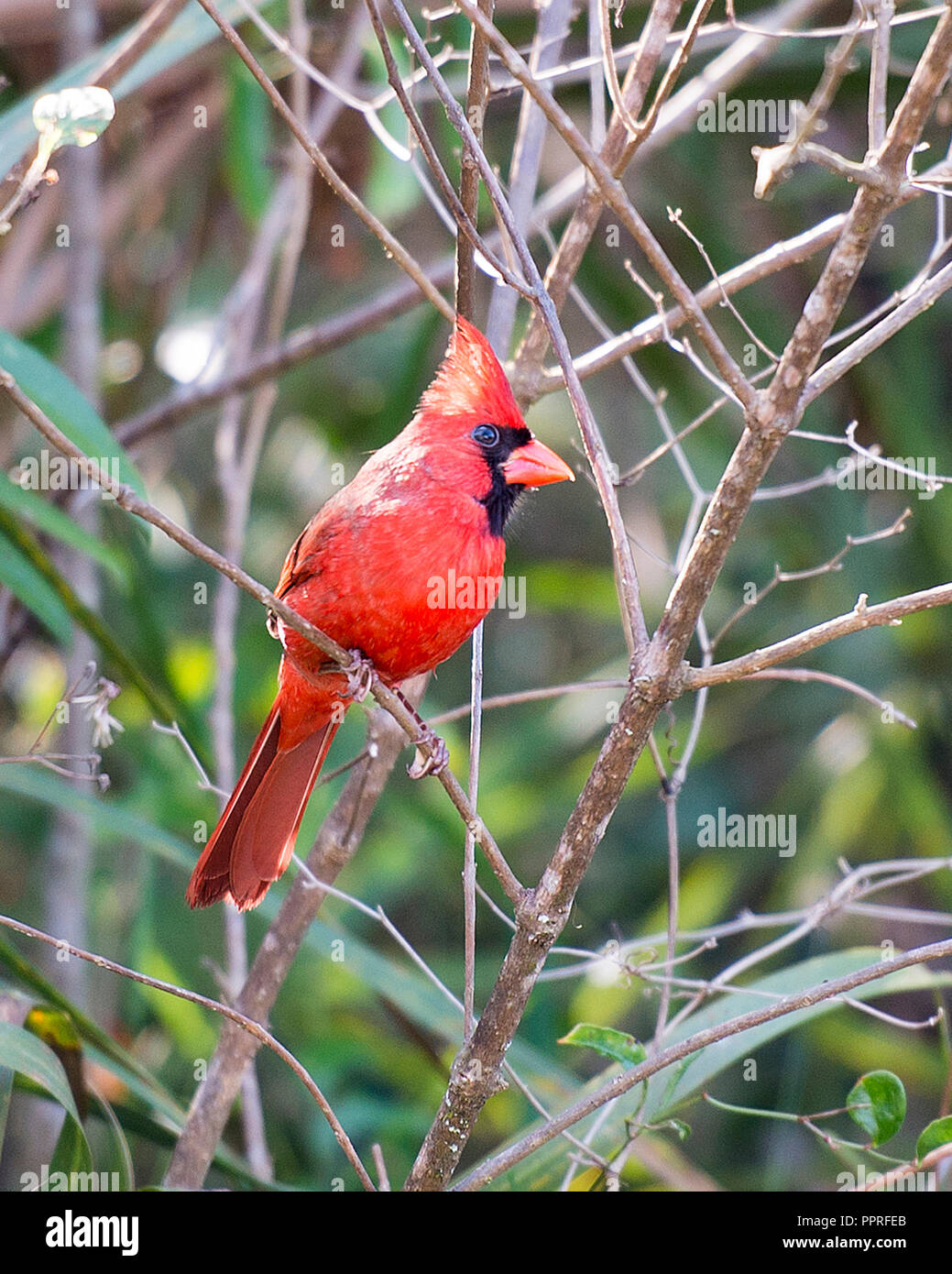 Cardinal male bird close up profile view hi-res stock photography and ...