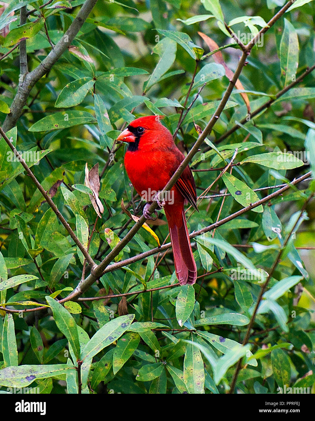 Cardinal bird hi-res stock photography and images - Alamy