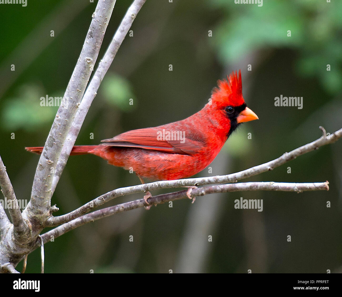 Bird in focus with surrounding branches hi-res stock photography and ...