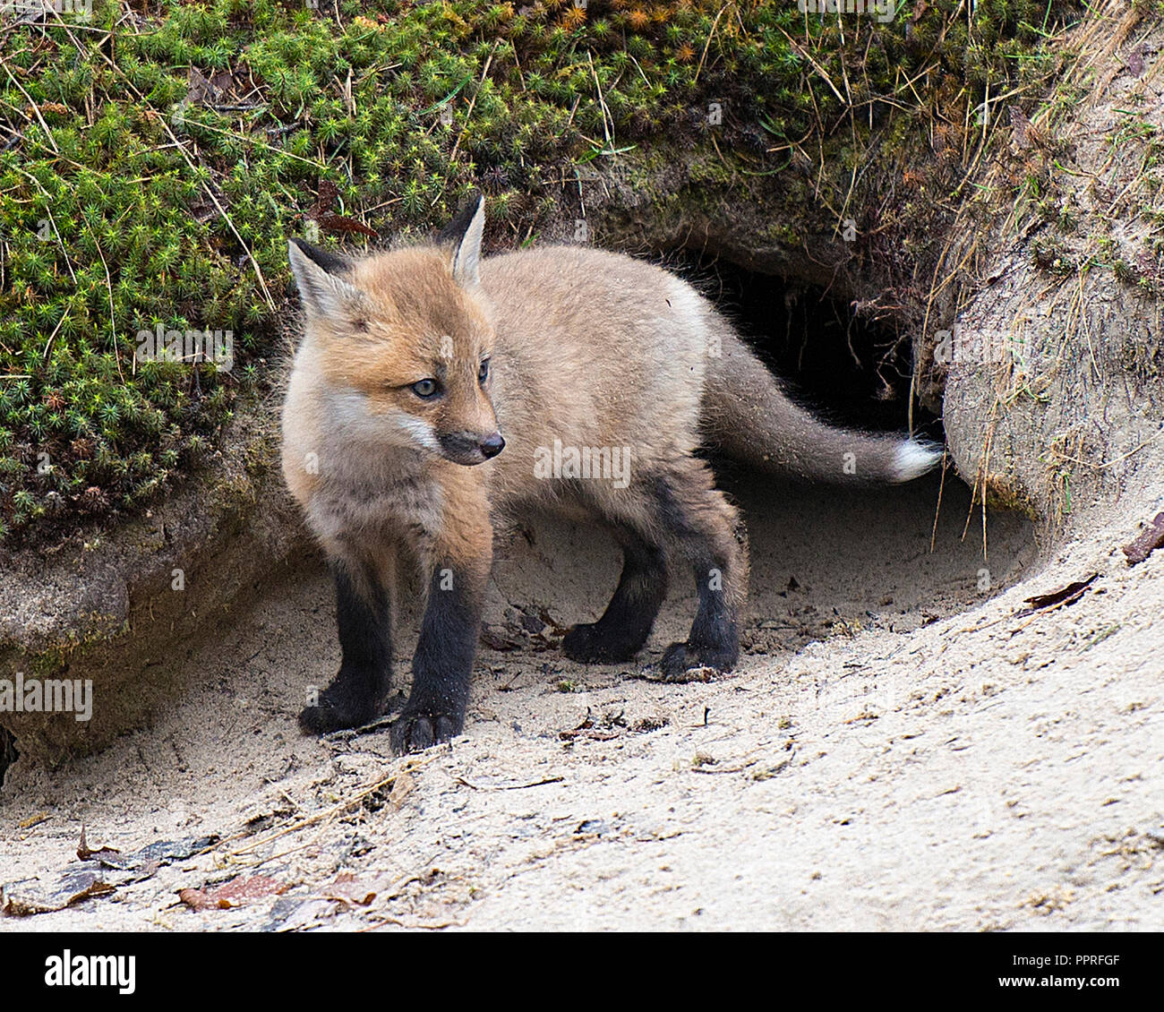 Red Fox baby in from of the den entrance and enjoying its surrounding ...