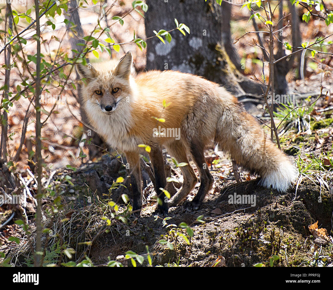 Red Fox enjoying its surrounding Stock Photo - Alamy