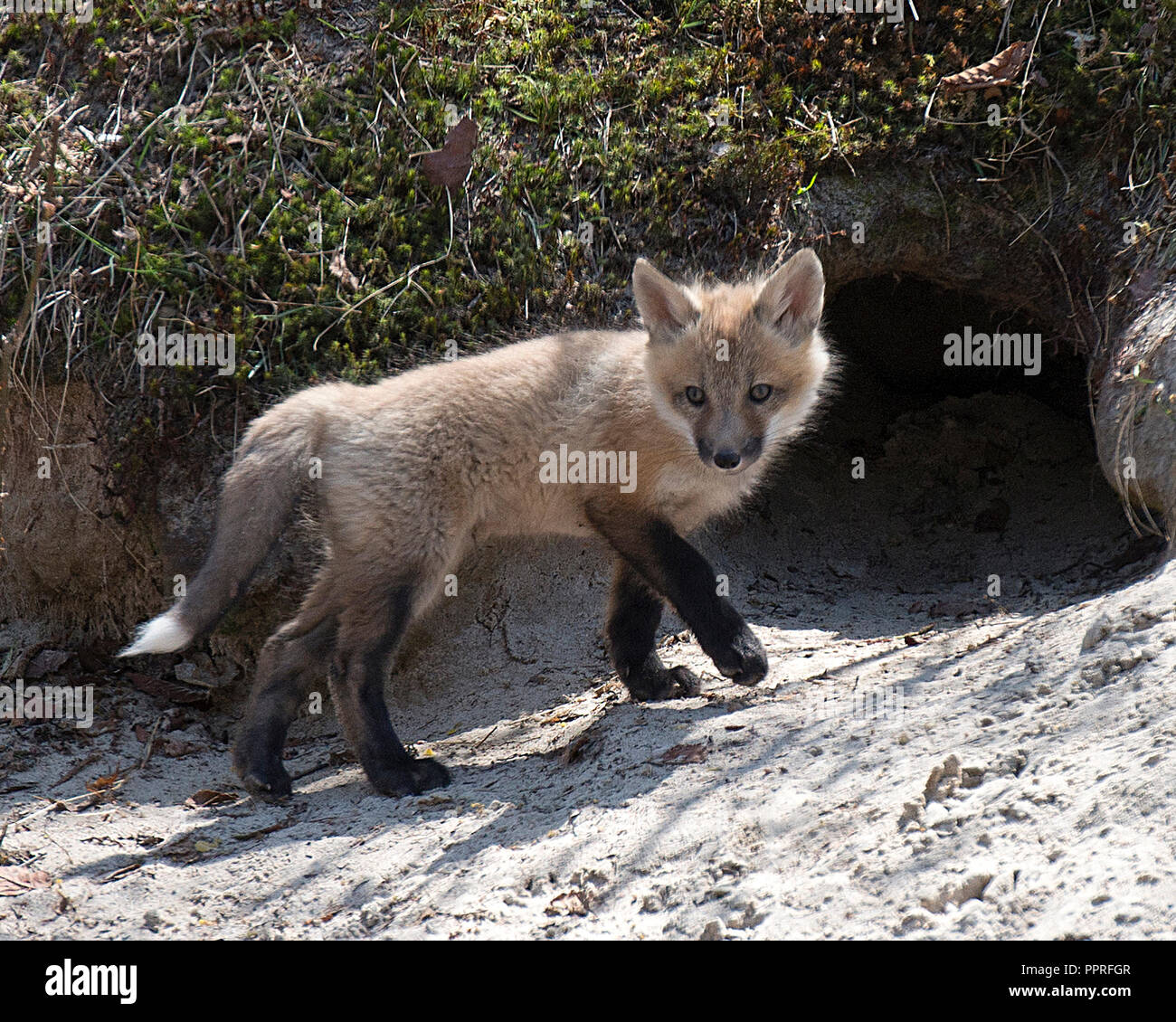 Red Fox baby in from of the den entrance and enjoying its surrounding ...
