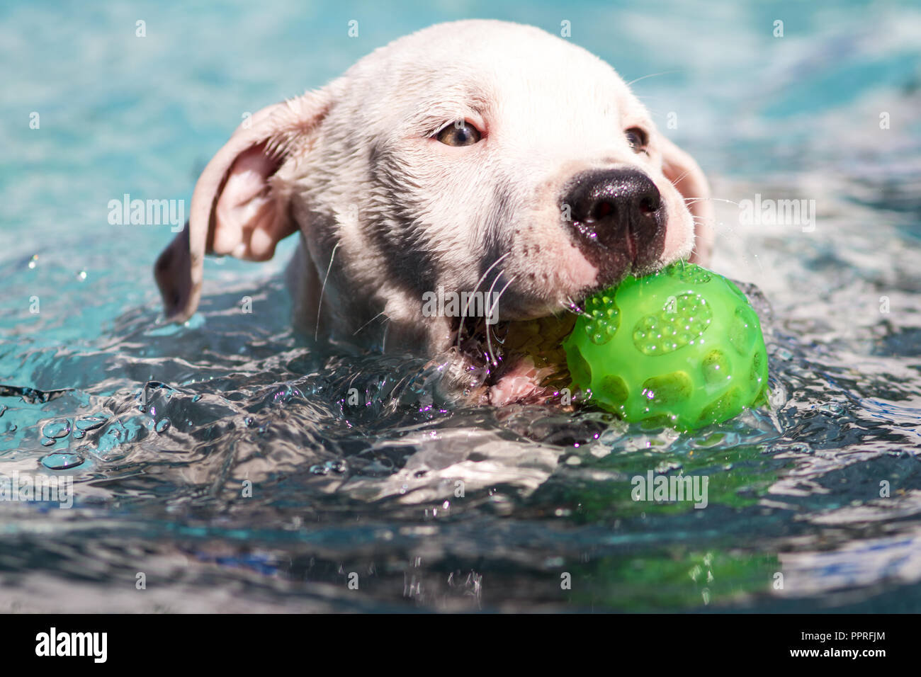 White American Bulldog puppy swimming in a pool and fetching a ball ...
