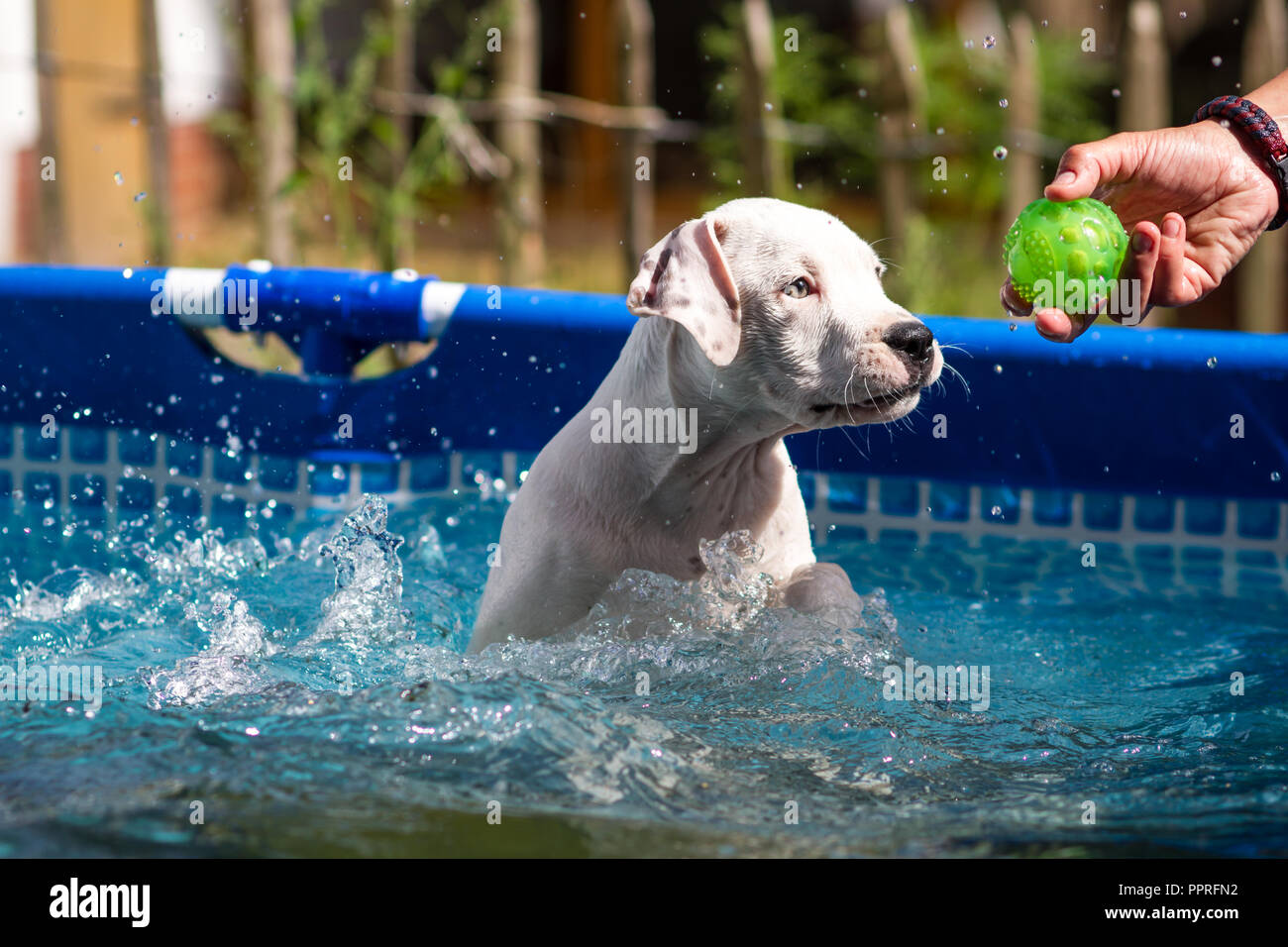 White American Bulldog puppy swimming in a pool and fetching a ball ...