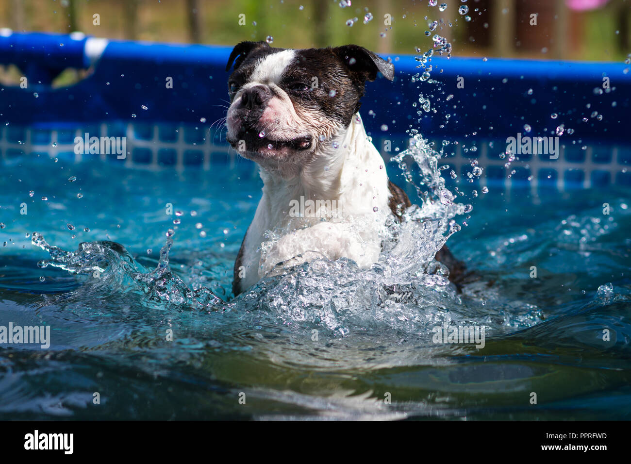 Brindle boston terrier hi-res stock photography and images - Alamy