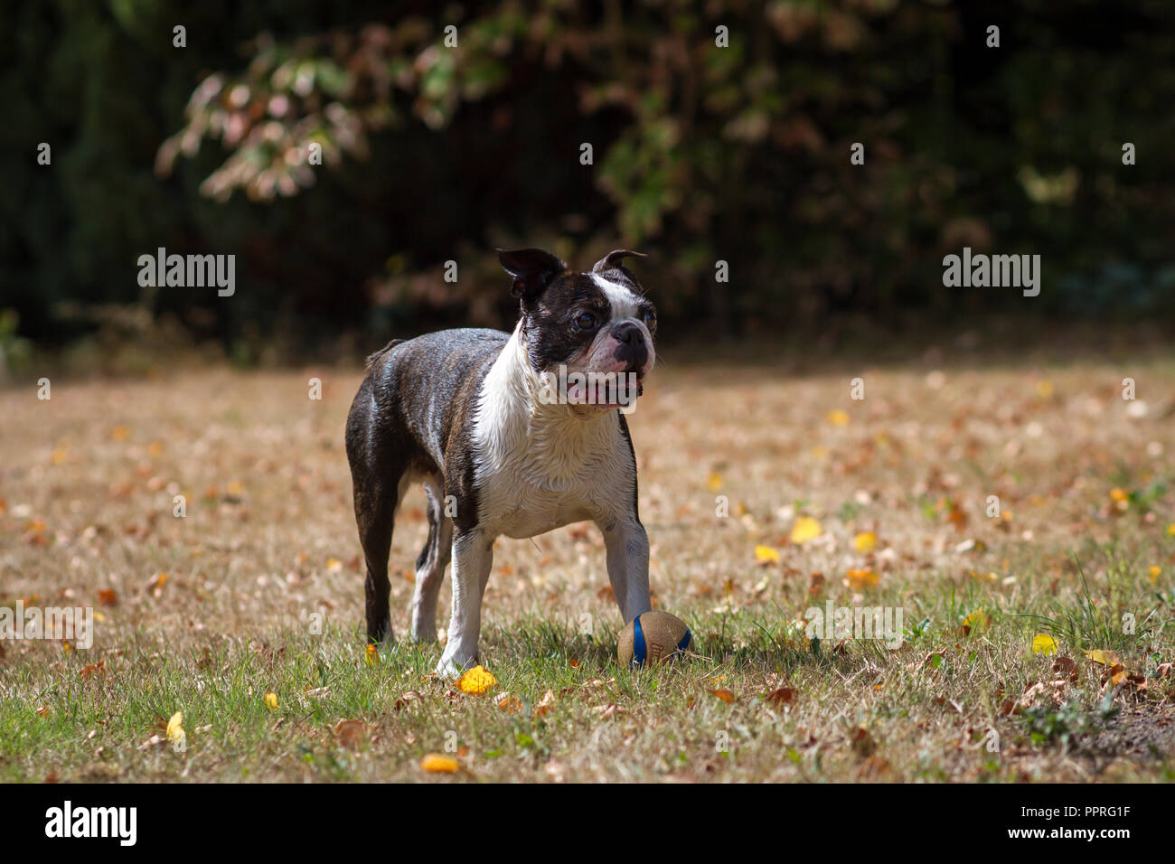 Boston terrier standing hi-res stock photography and images - Alamy