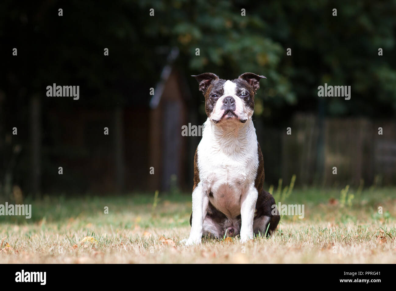 Boston Terrier sitting in a meadow Stock Photo - Alamy