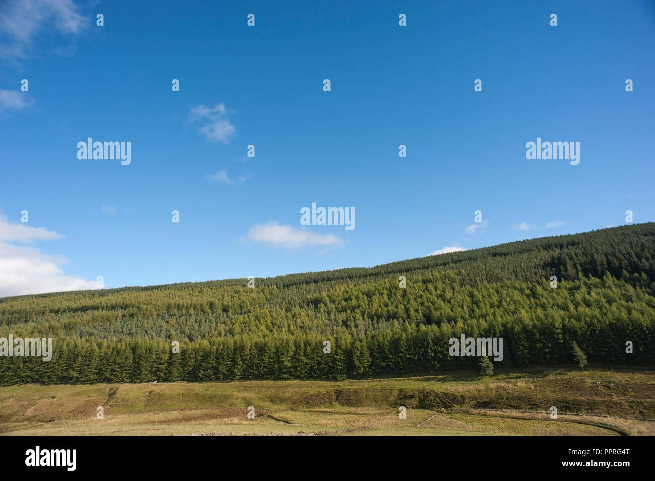 Scottish conifers hi-res stock photography and images - Alamy
