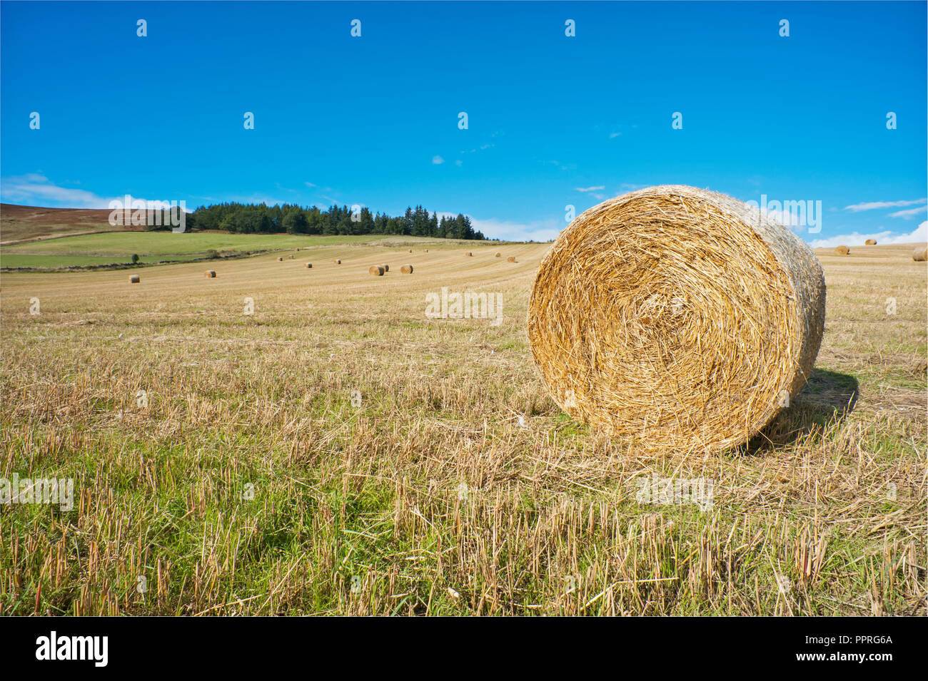 Circular straw bales in field, September, Angus, Scotland Stock Photo ...