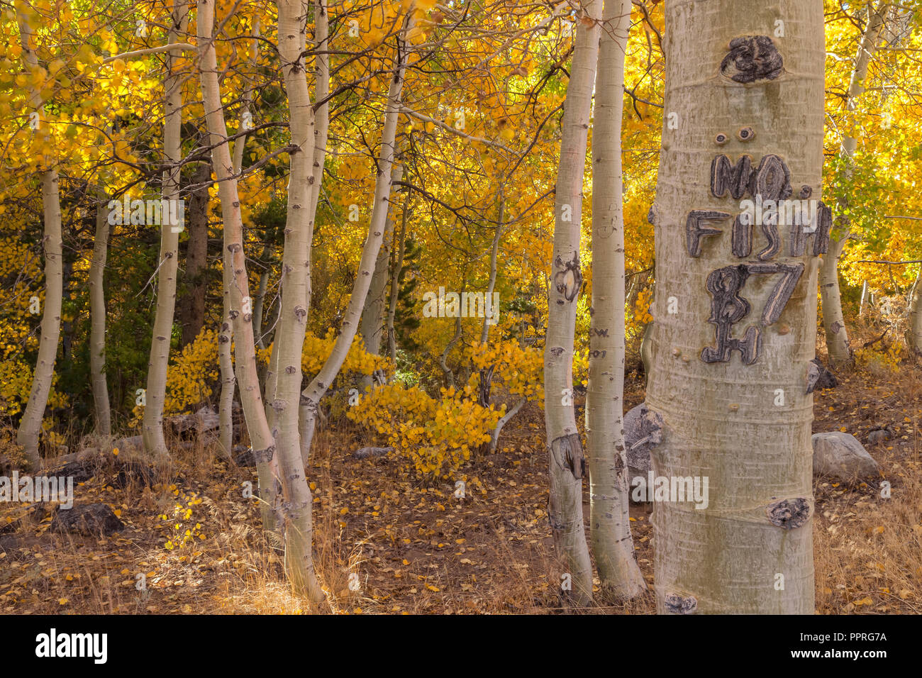 Aspen trees in their fall foliage, Inyo National Forest, Eastern Sierra ...