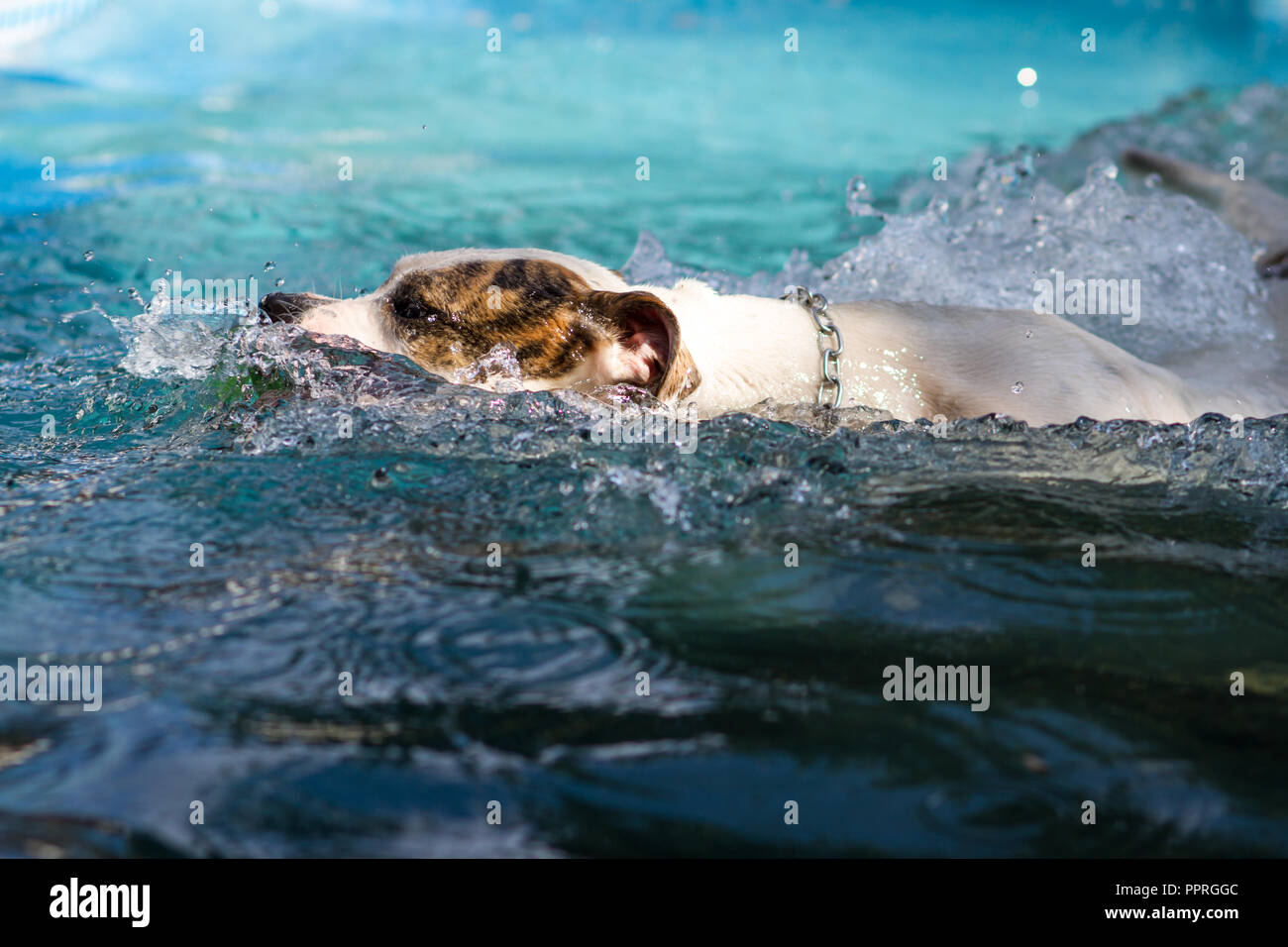 American Bulldog swimming in the dog pool Stock Photo - Alamy