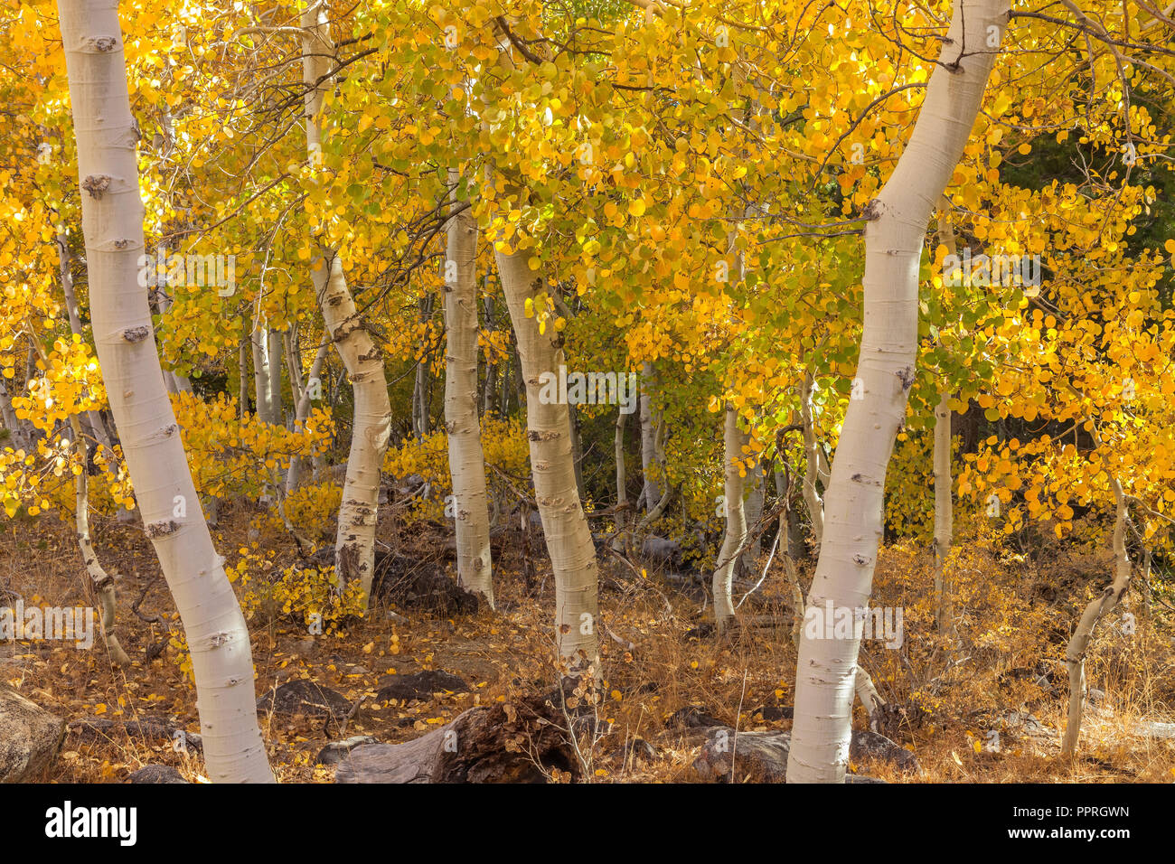 Aspen trees in their fall foliage, Inyo National Forest, Eastern Sierra ...