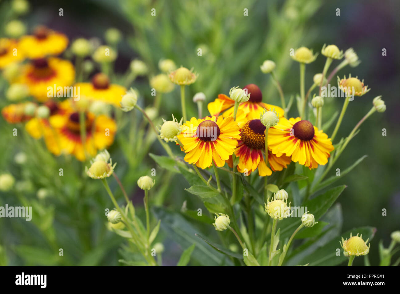 Helenium garden hybrids hi-res stock photography and images - Alamy