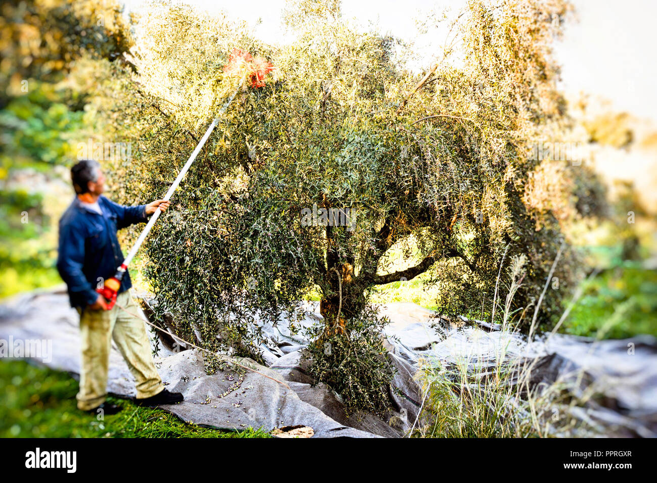 Selective focus on olive tree branches during olive harvesting in ...