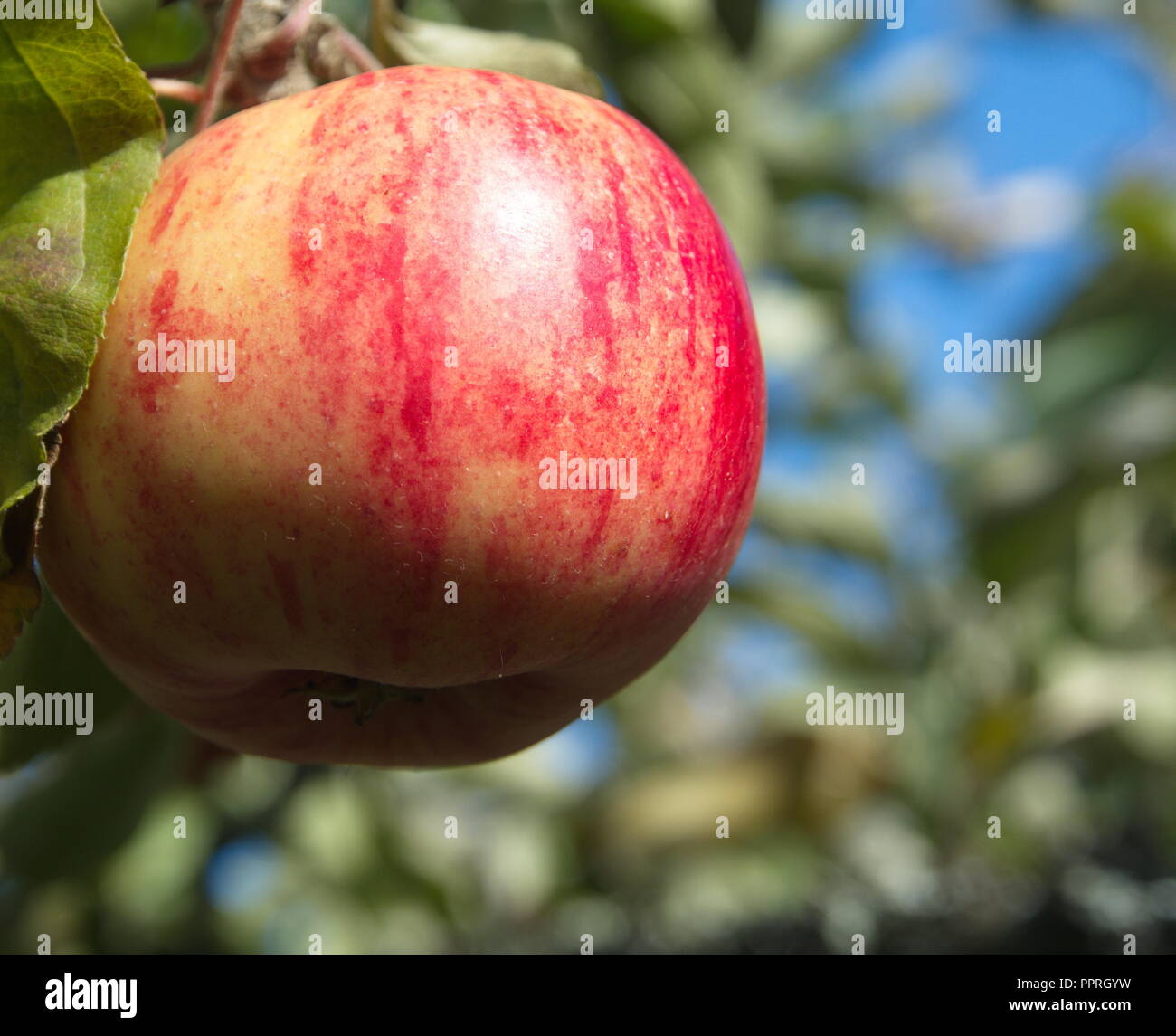 Red apple on a blurry branch Stock Photo - Alamy