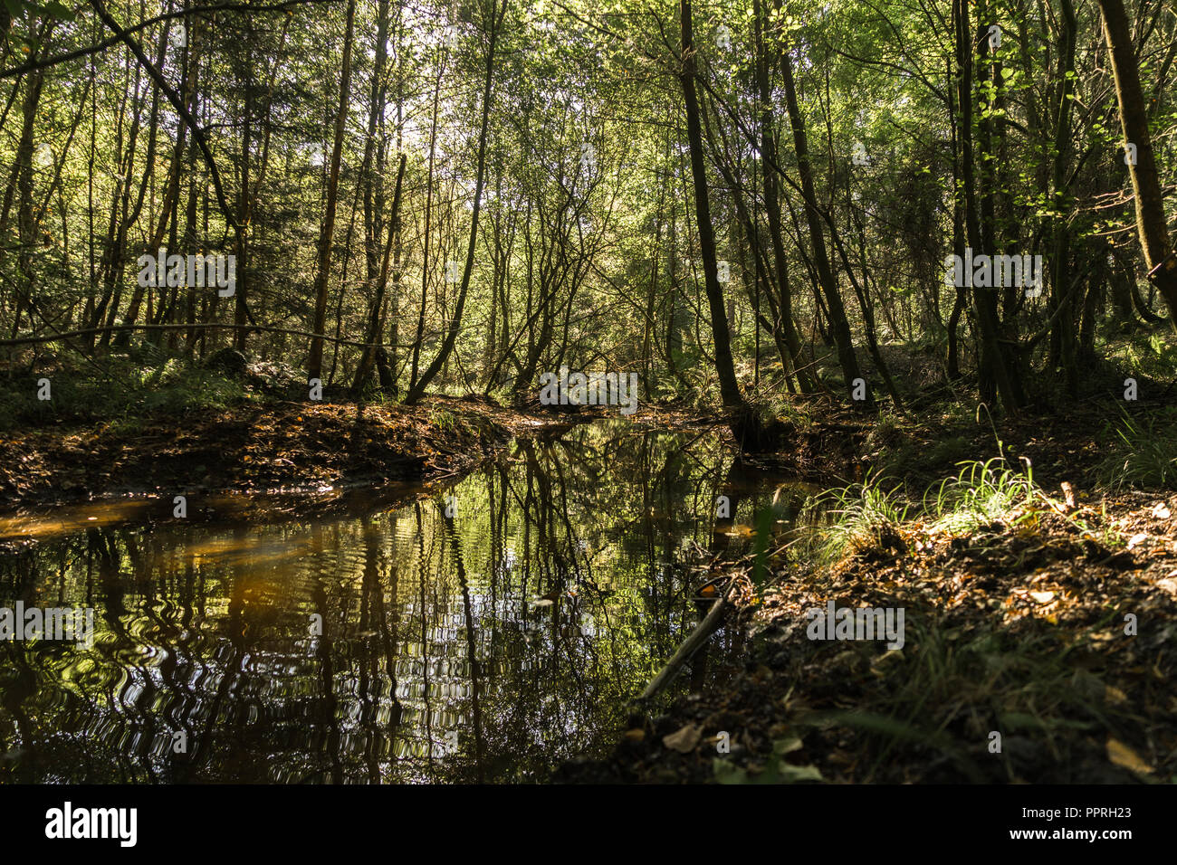 Rainforest tree germany hi-res stock photography and images - Alamy