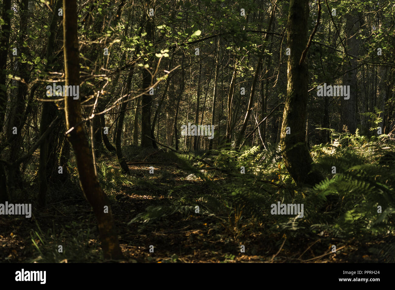 Natural compression hi-res stock photography and images - Alamy