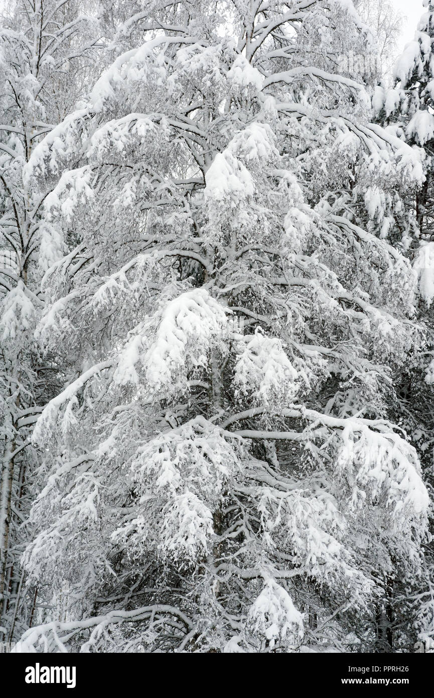 Snow covered birch tree Stock Photo - Alamy
