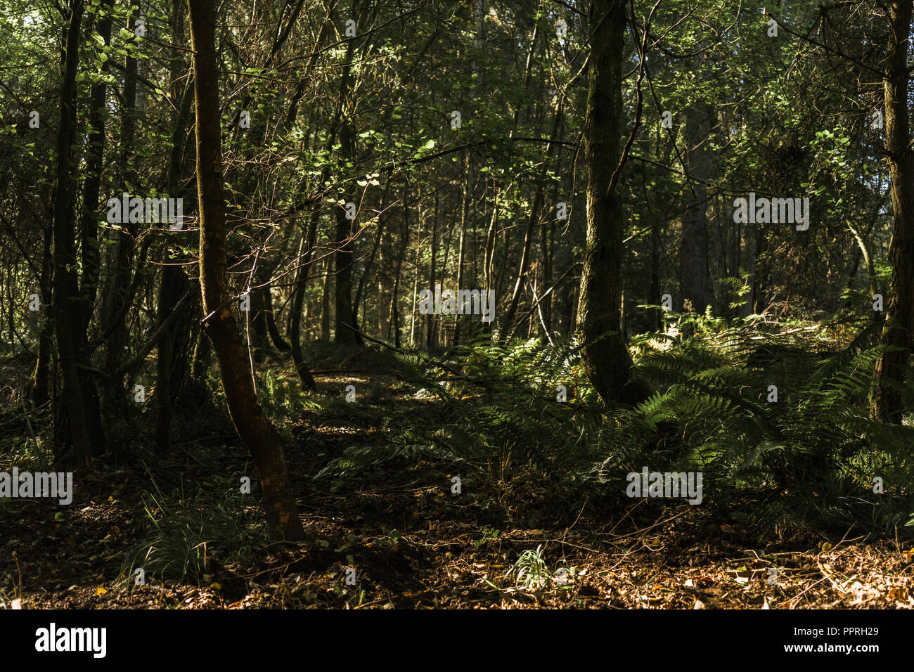 Natural compression hi-res stock photography and images - Alamy