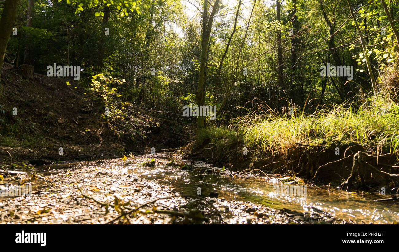 Rainforest tree germany hi-res stock photography and images - Alamy