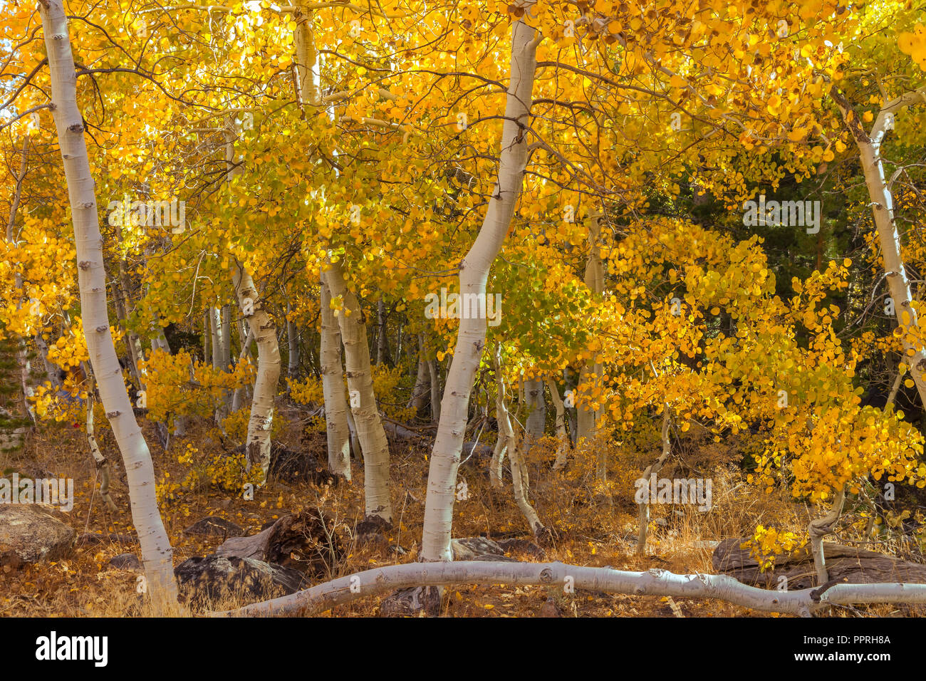Aspen trees in their fall foliage, Inyo National Forest, Eastern Sierra ...