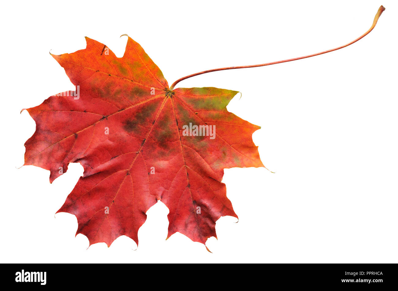 Autumn maple leaf isolated on white background Stock Photo - Alamy