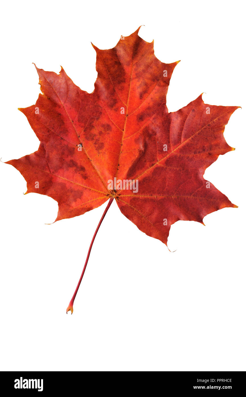 Autumn maple leaf isolated on white background Stock Photo - Alamy
