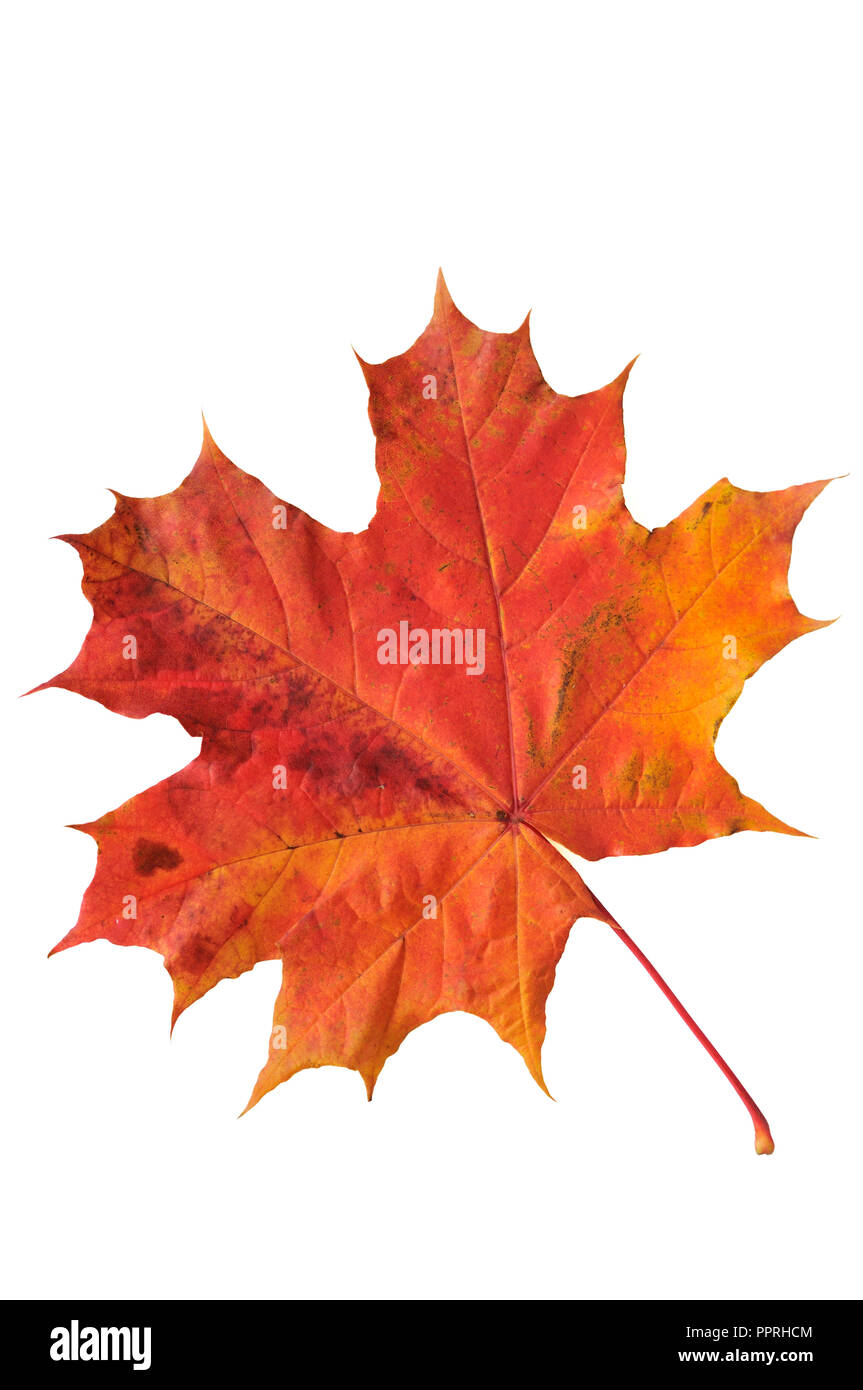 Autumn maple leaf isolated on white background Stock Photo - Alamy
