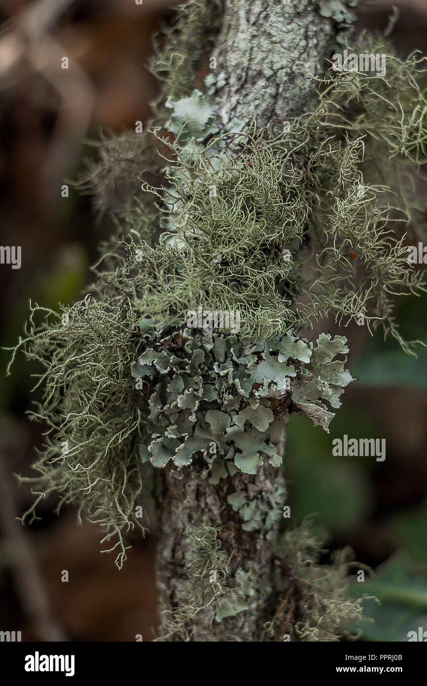 Green Lichens Hanging on a Branch of a Tree, on a Cloudy Day Stock ...