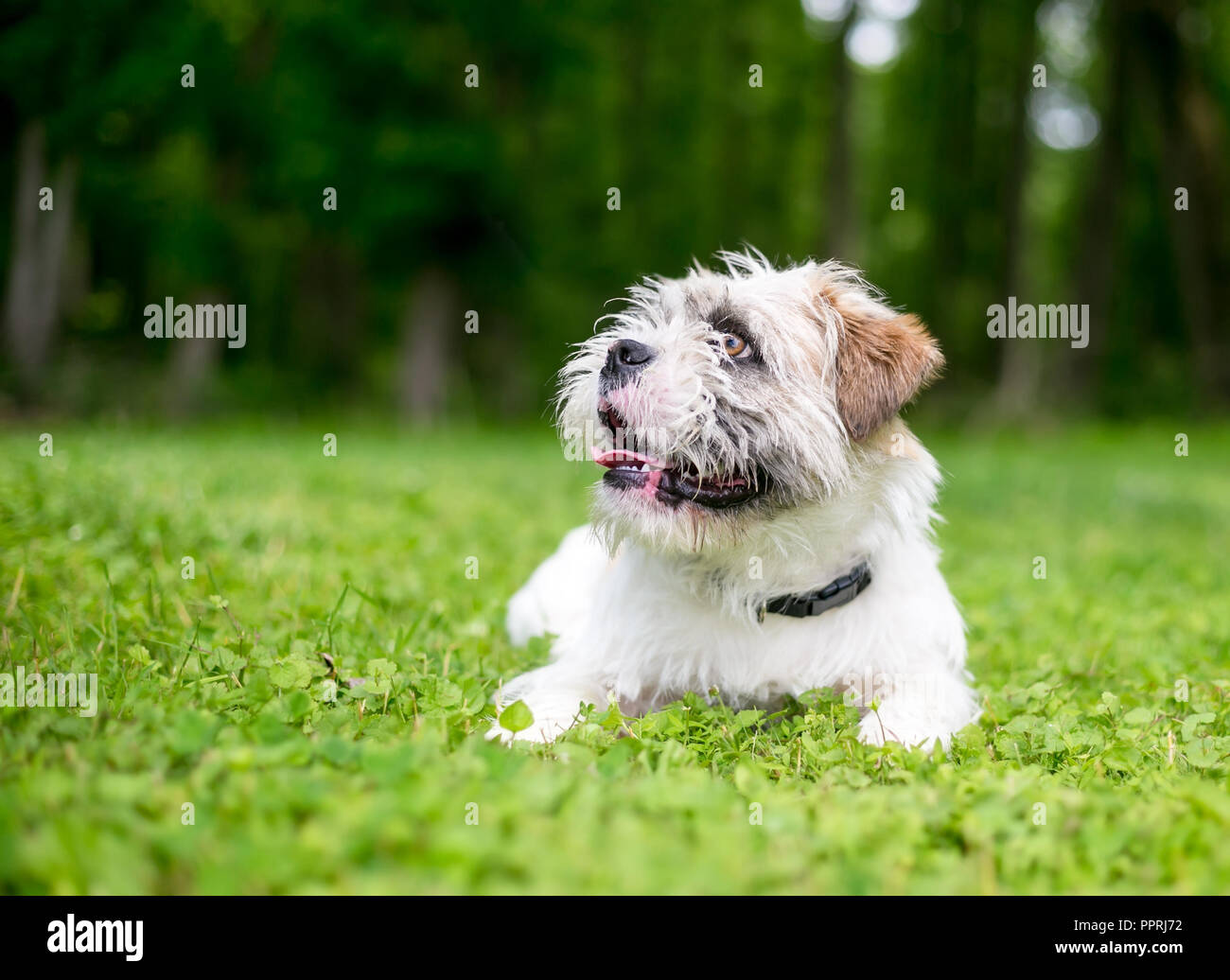 Happy scruffy dog hi-res stock photography and images - Alamy