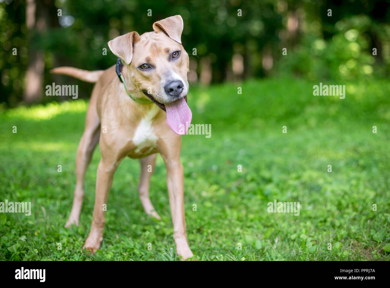 A fawn and white Terrier mixed breed dog with a happy expression ...
