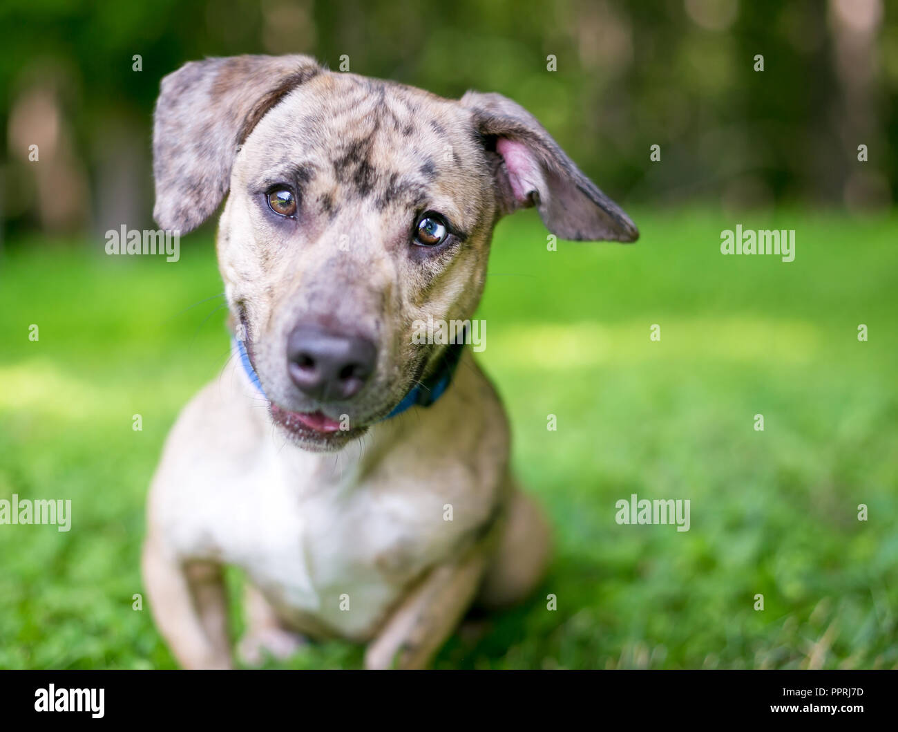Merle dog hi-res stock photography and images - Alamy