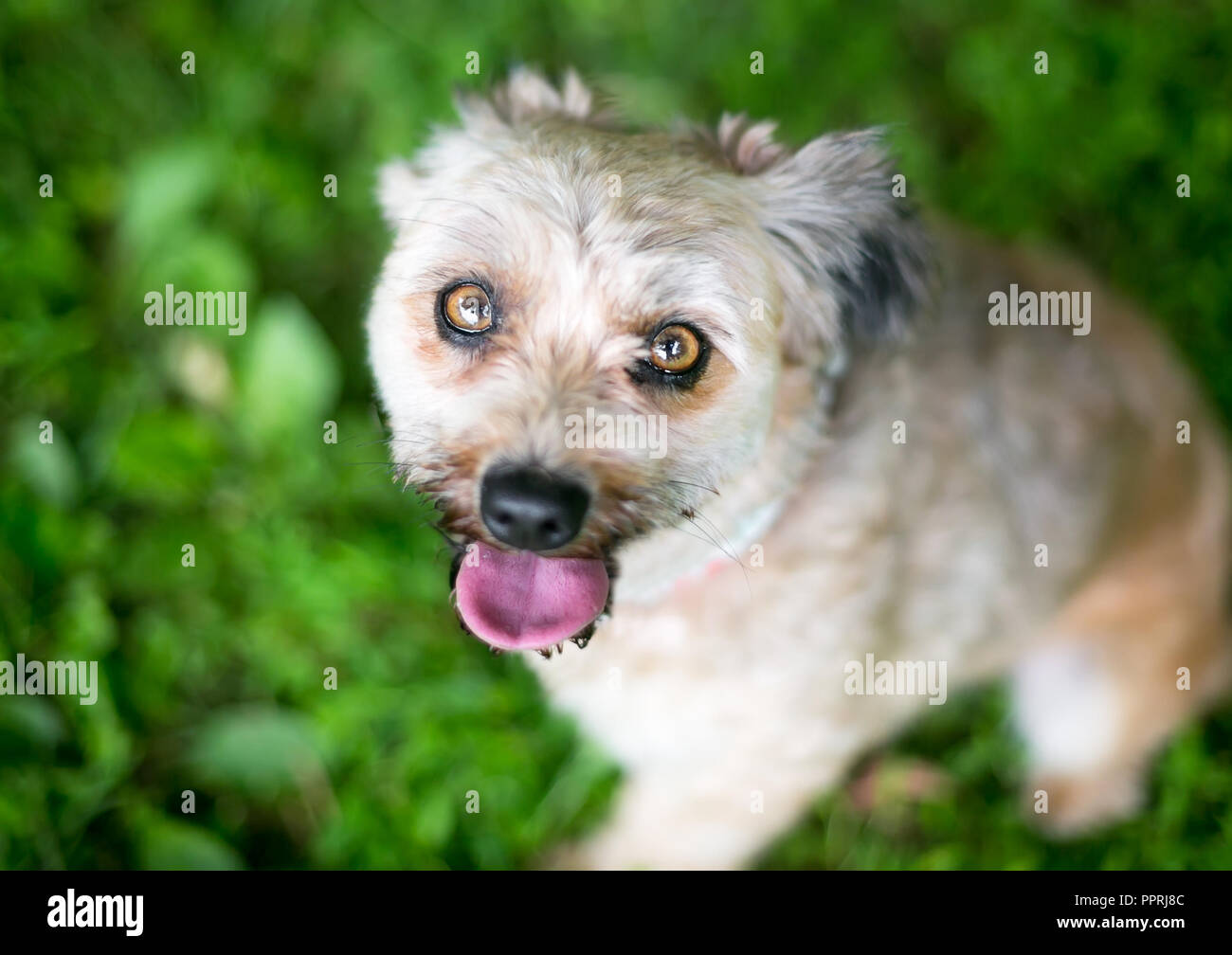 Scruffy mutt hi-res stock photography and images - Alamy