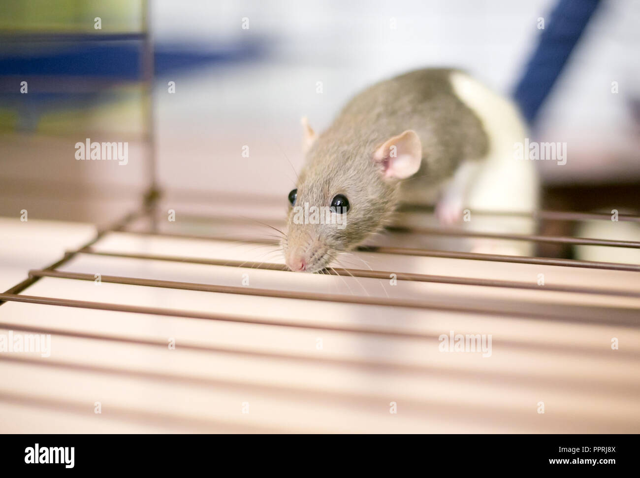 A domesticated pet rat or "Fancy Rat" peeking out of its cage Stock ...