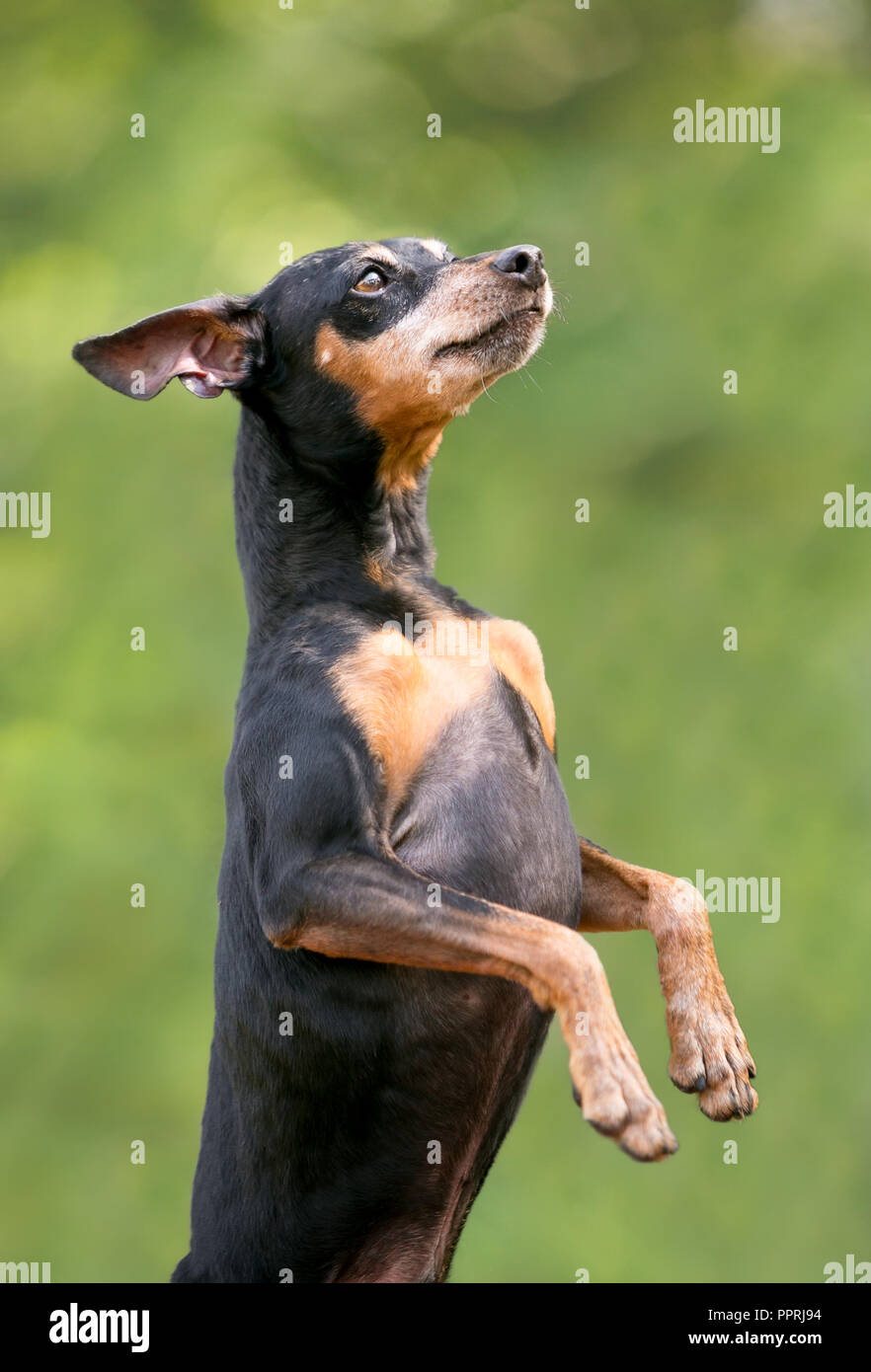 Dog sitting up and begging hi-res stock photography and images - Alamy