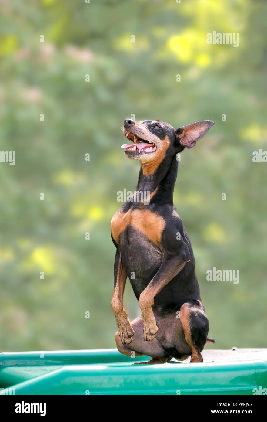 Dog sit position hi-res stock photography and images - Alamy