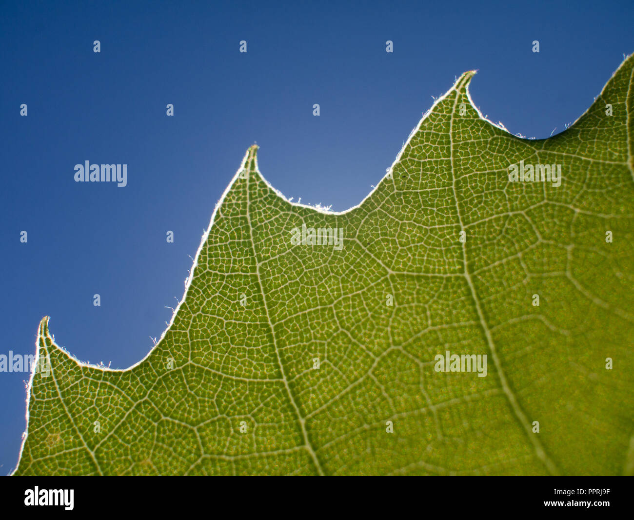Leaf lobes hi-res stock photography and images - Alamy