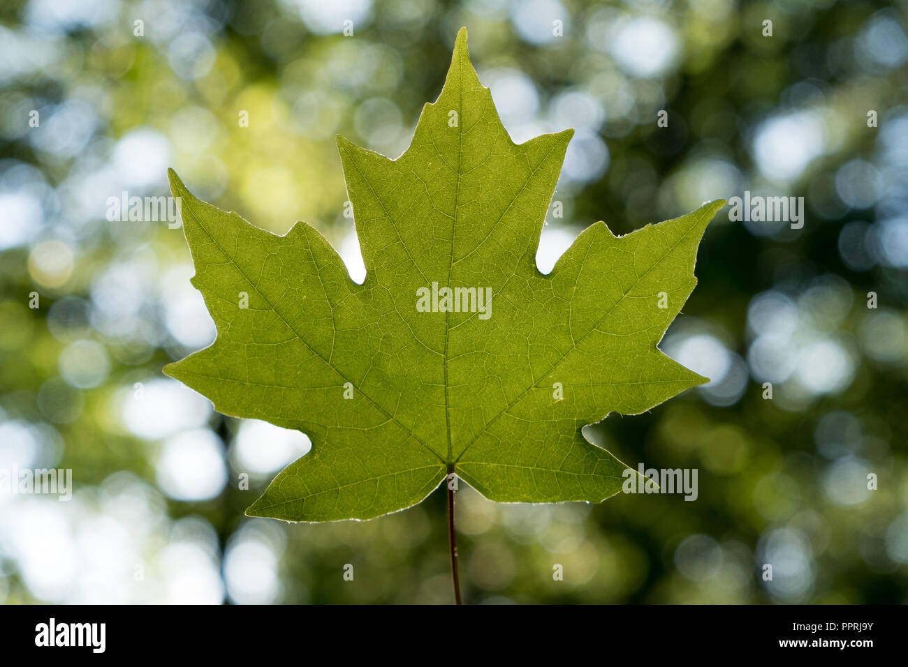 Canopy of maple trees hi-res stock photography and images - Alamy