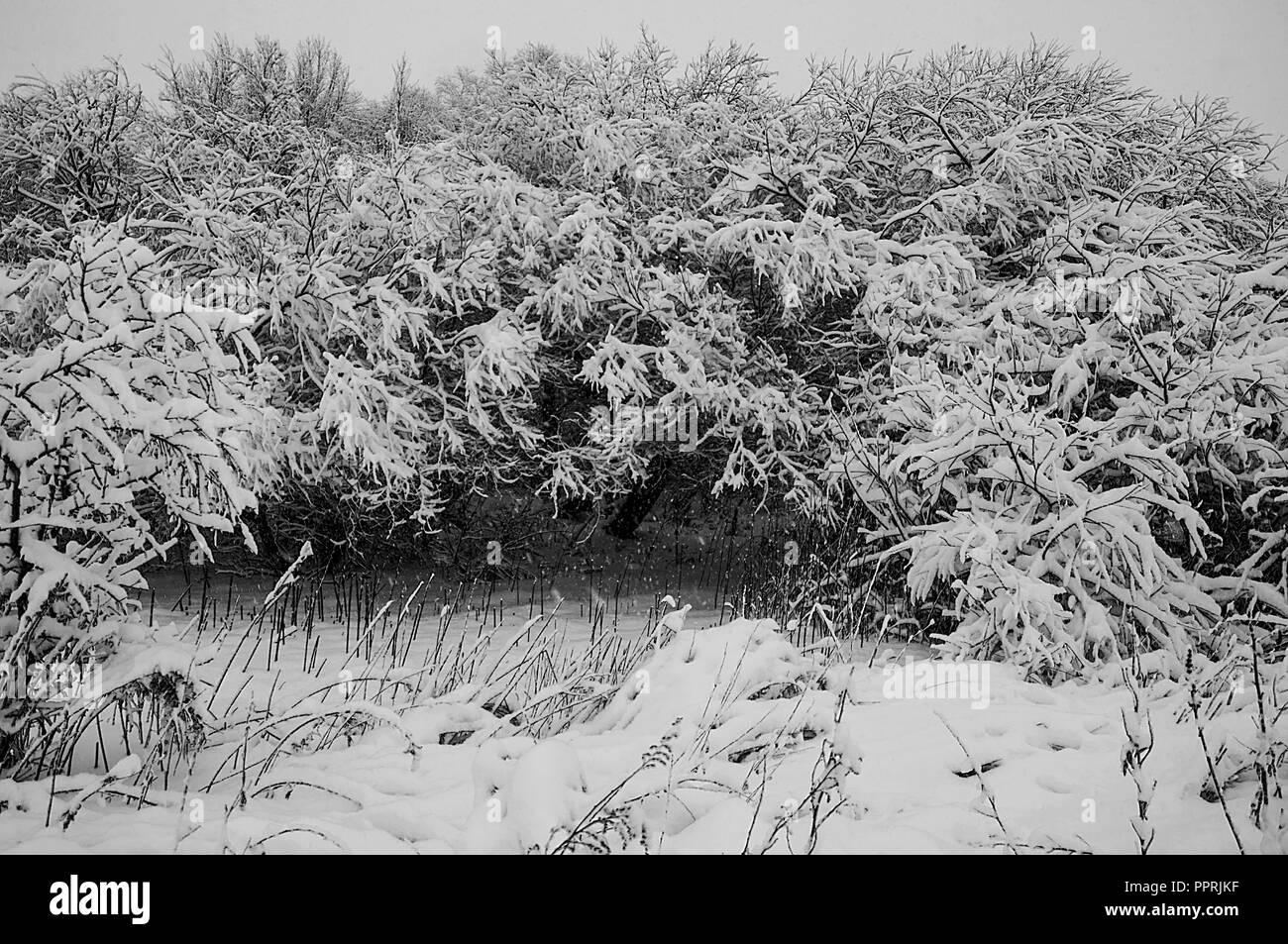 Snow covered forest landscape during Black and White Stock Photos ...