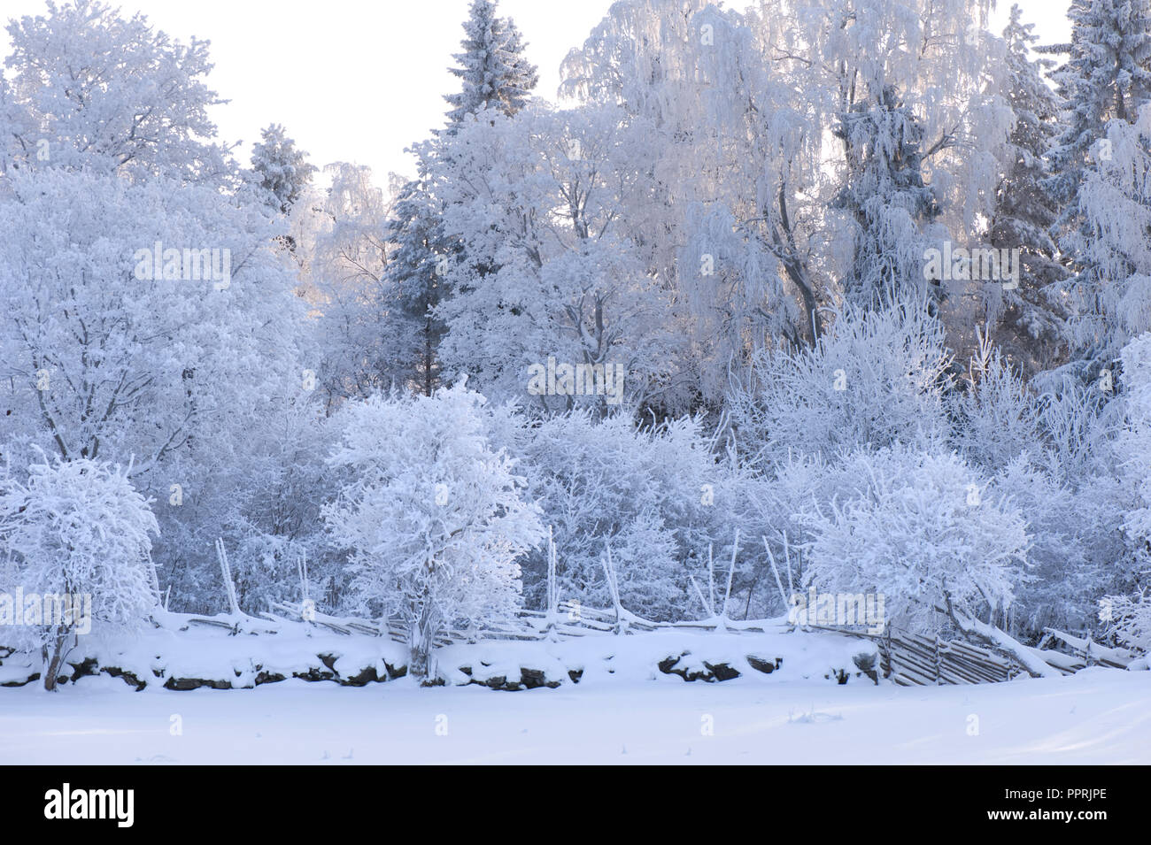 Snowy landscape with fence and trees hi-res stock photography and ...