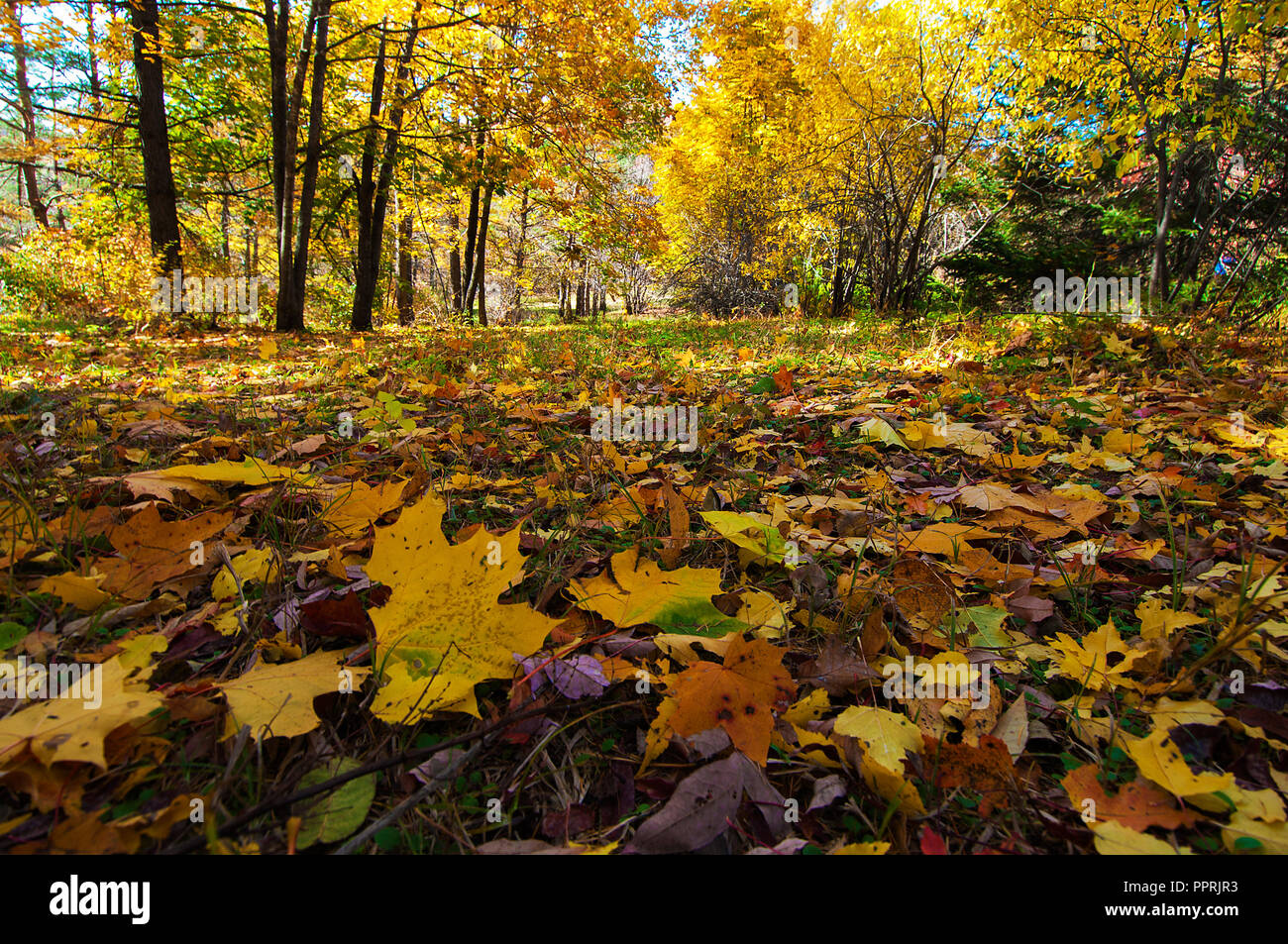 Autumn autumn scenery background close up fallen leaves grass hi-res ...