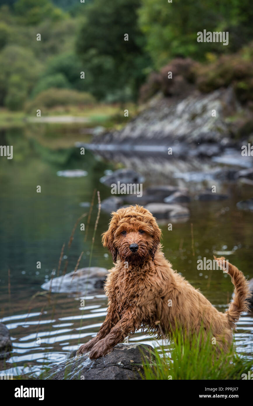 Our cockapoo puppy standing on a rock in Loch Ard in the Trossachs ...