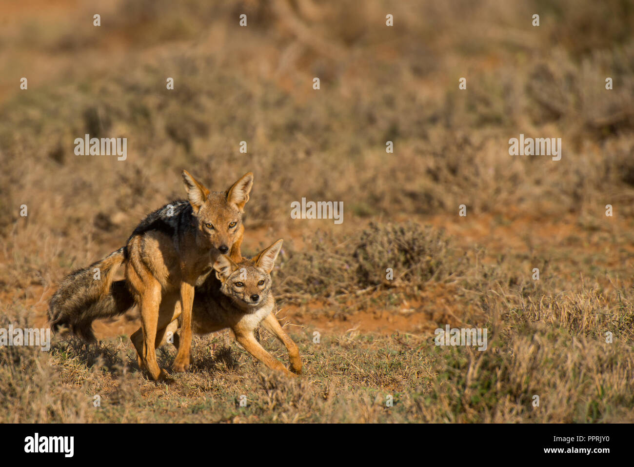 Jackels hi-res stock photography and images - Alamy