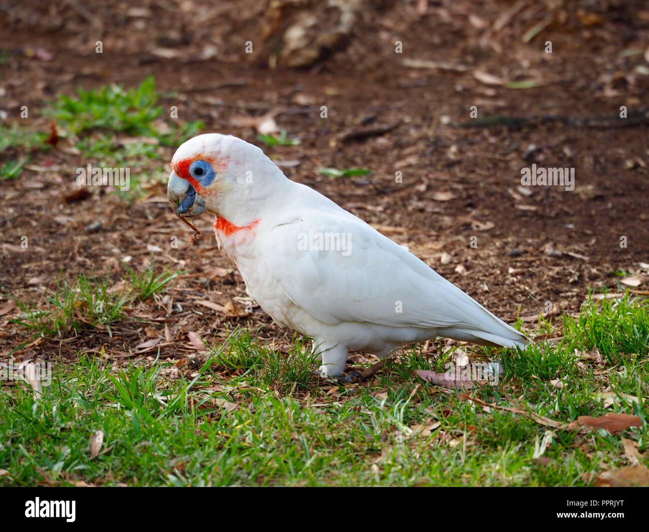 Corella hi-res stock photography and images - Alamy