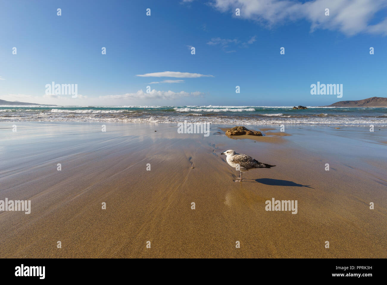 Sea bird against cloud hi-res stock photography and images - Alamy