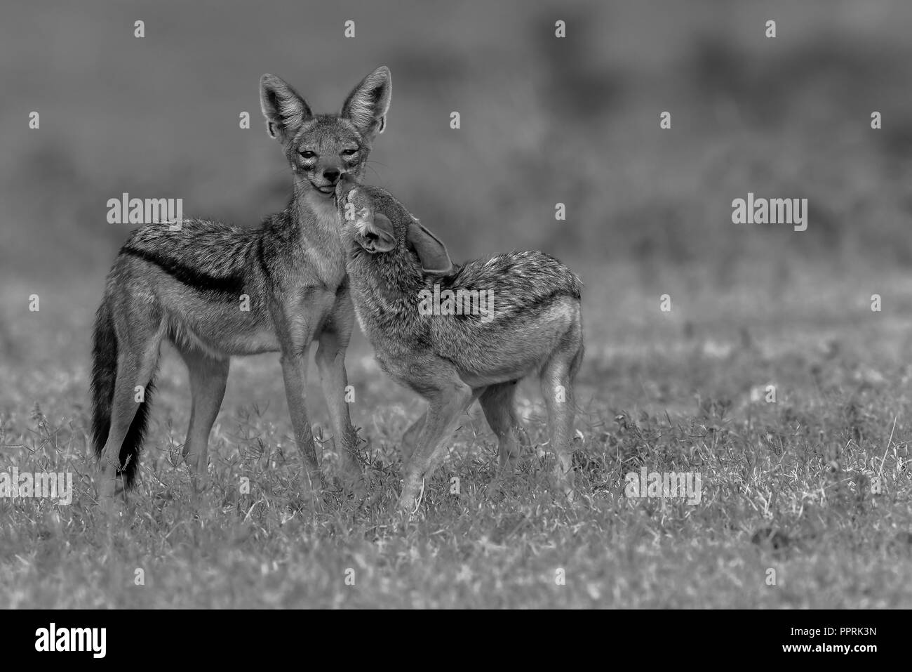 Jackels hi-res stock photography and images - Alamy