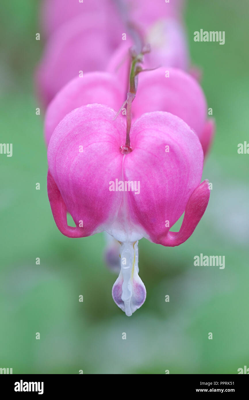 A solitary heart-shaped pink bleeding heart flower stands out against a ...