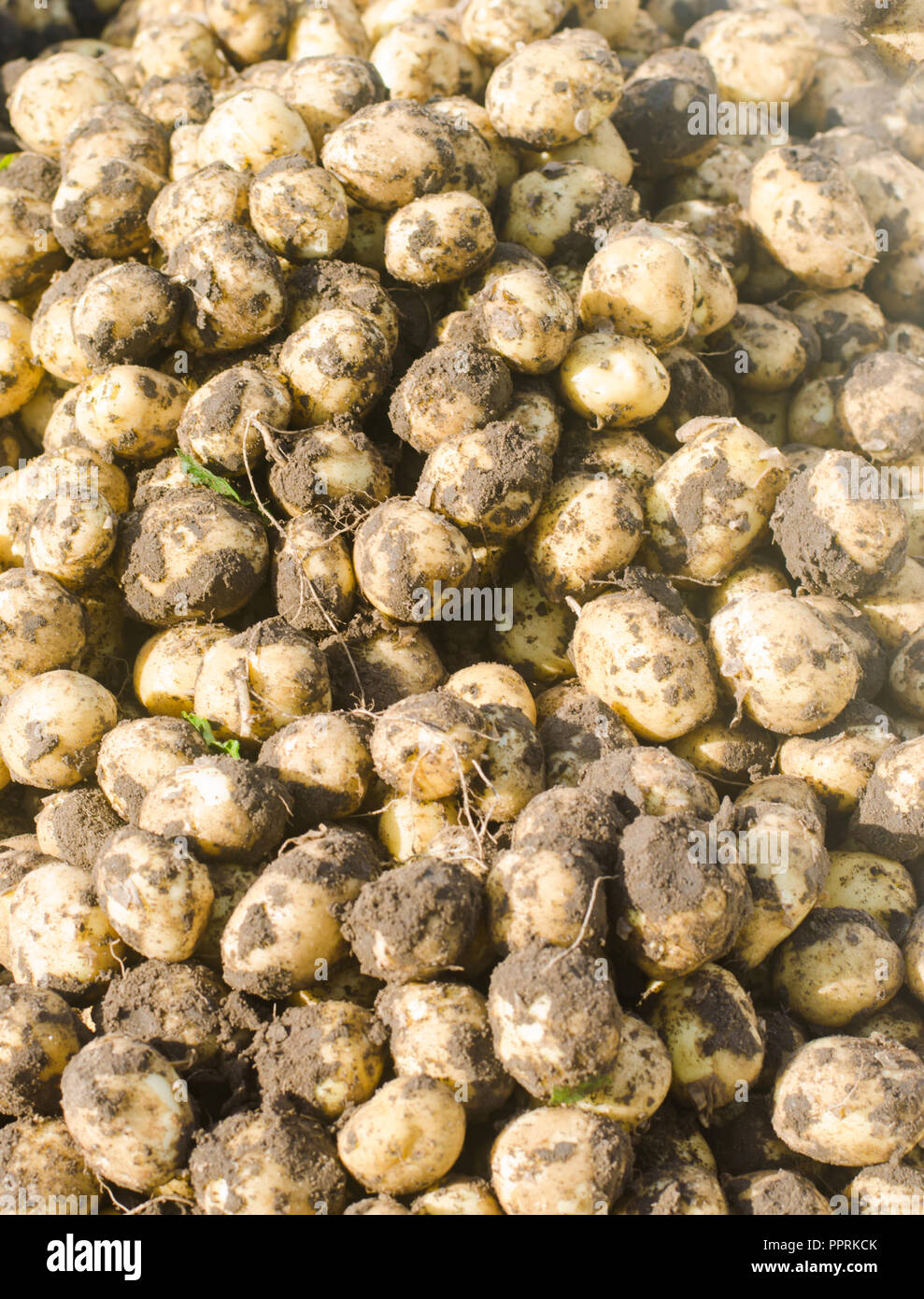 a bunch of fresh young yellow potatoes on the field close-up ...