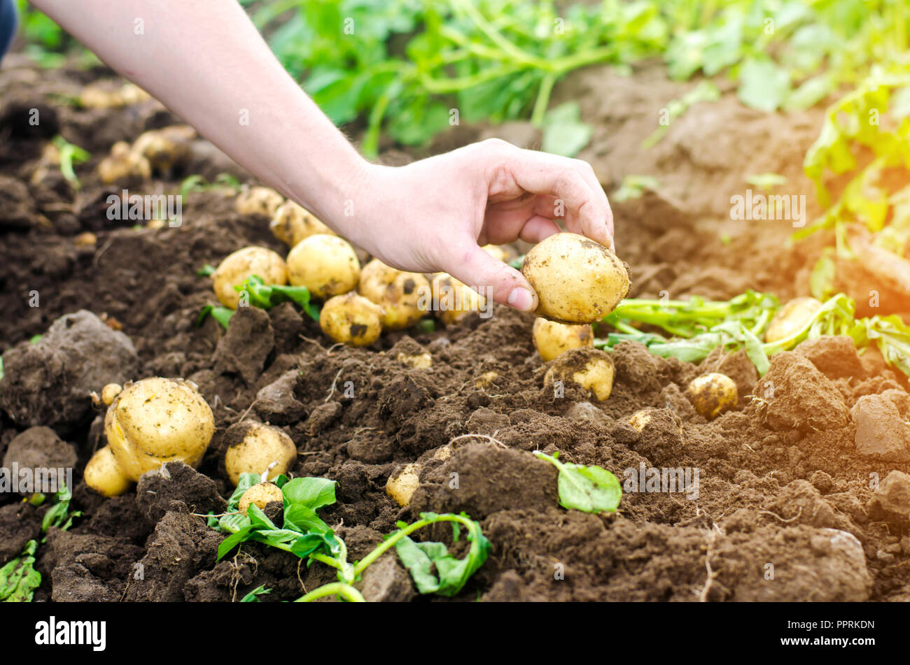 Black man harvesting potatoes hi-res stock photography and images - Alamy